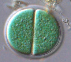 Chroococcus | Encyclopedia MDPI