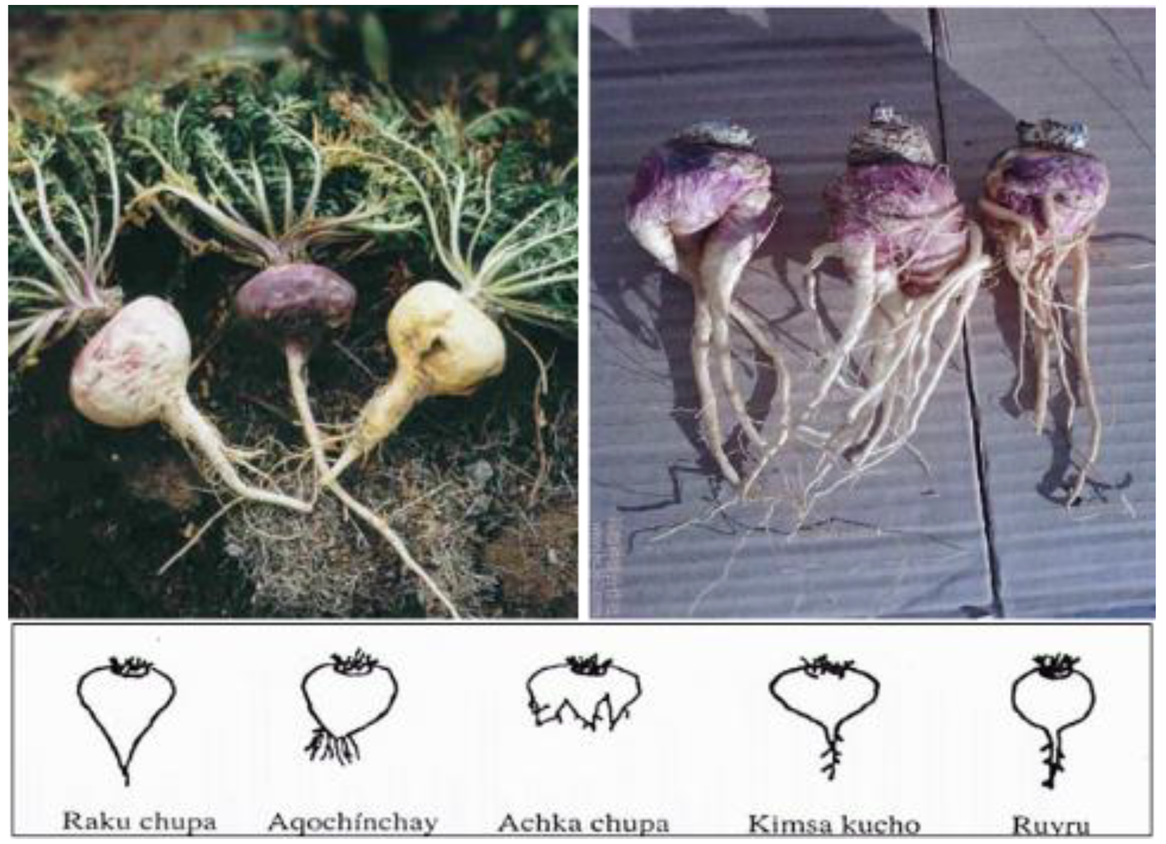 Maca | Encyclopedia MDPI